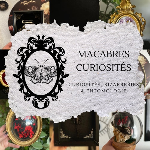 MacabresCuriosites - Etsy