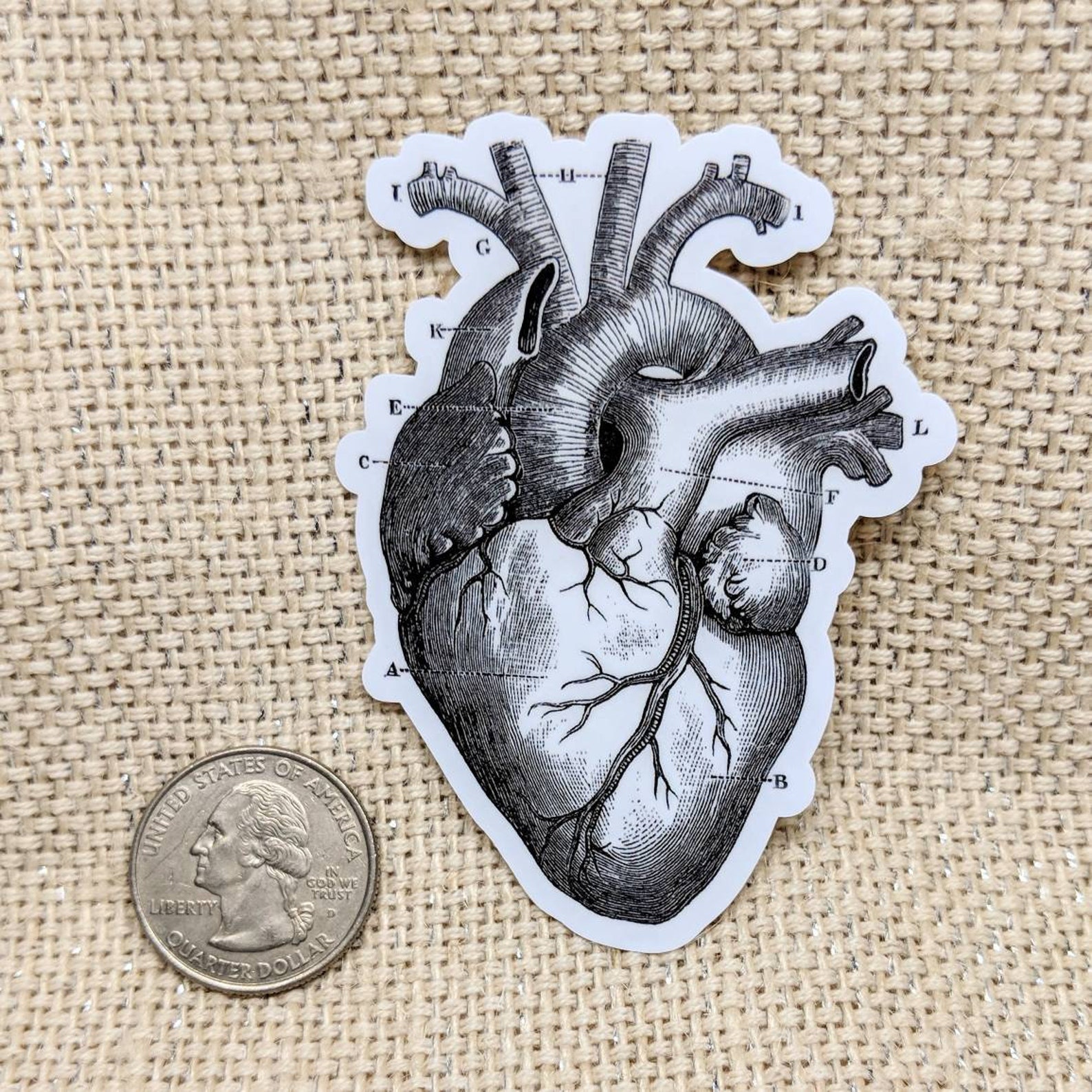 Anatomical Heart Sticker / Bumper Sticker / Vinyl Sticker / | Etsy