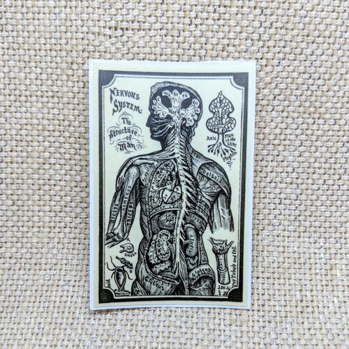 Nervous System Sticker / Medical Sticker / Vinyl Sticker / - Etsy