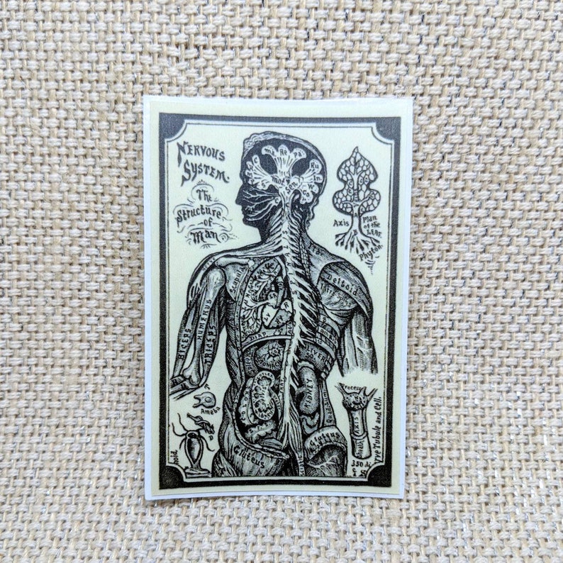 Nervous System Sticker / Medical Sticker / Vinyl Sticker / - Etsy