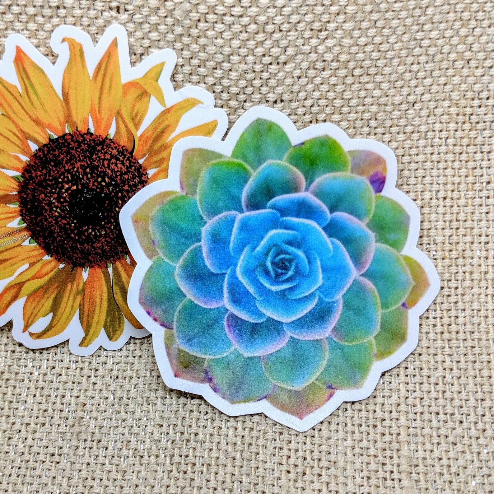 Succulent Sticker / Bumper Sticker / Vinyl Sticker / Vintage - Etsy