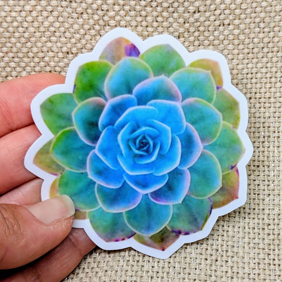 Succulent Sticker / Bumper Sticker / Vinyl Sticker / Vintage Image ...
