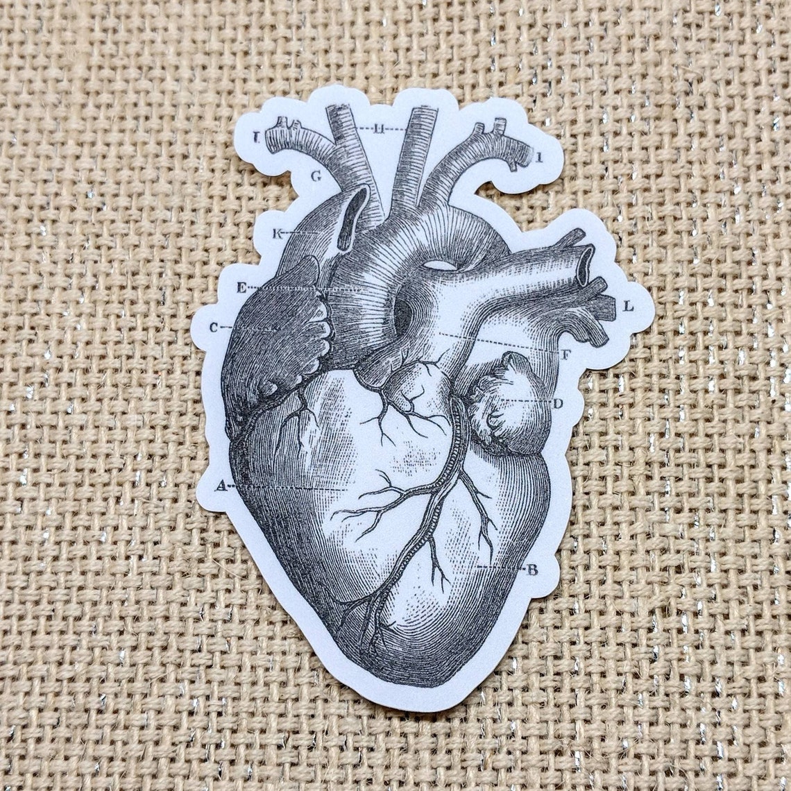Anatomical Heart Sticker / Bumper Sticker / Vinyl Sticker / - Etsy
