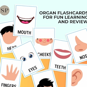 Body Parts Preschool Bundle, Printable Anatomy Activity Pack Montessori ...