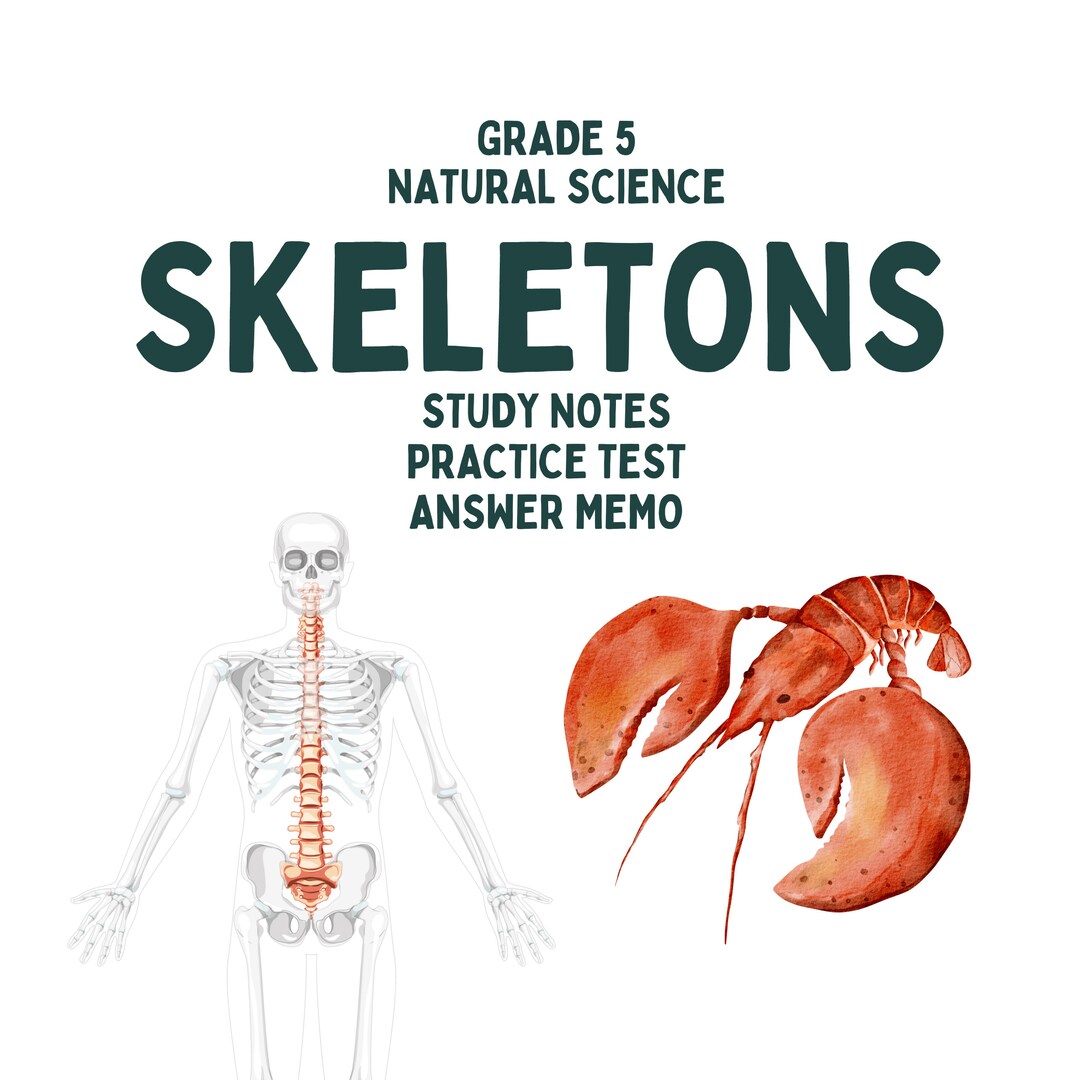 Grade 5 Natural Science Skeletons and Types of Animals - Etsy