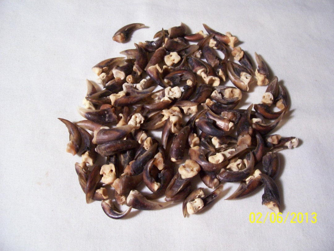 Package of 100 Small BEAVER CLAWS 2884 - Etsy