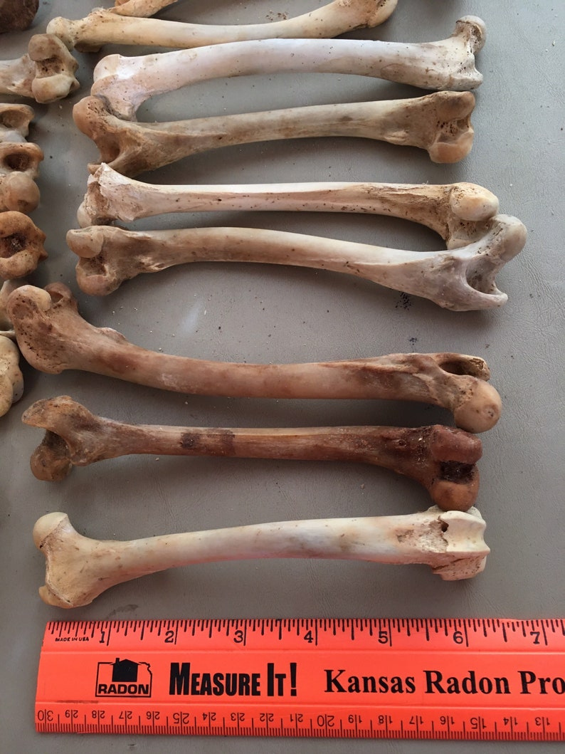 35 Coyote Femur Leg Bones for Crafts or Resale 792 | Etsy