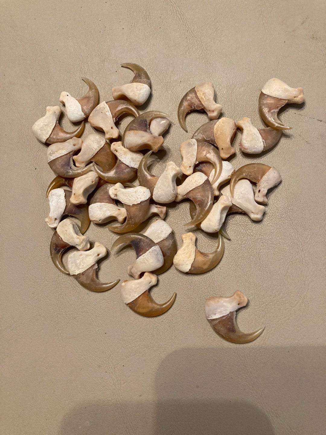 Package of 30 Very Nice Extra Large Kansas BOBCAT CLAWS 2085 - Etsy