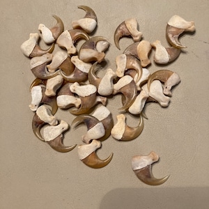 Package of 30 Very Nice Extra Large Kansas BOBCAT CLAWS 2085 - Etsy