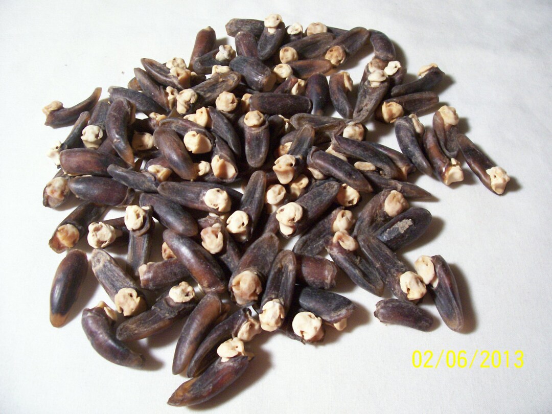 Package of 100 Large BEAVER CLAWS 2890 - Etsy