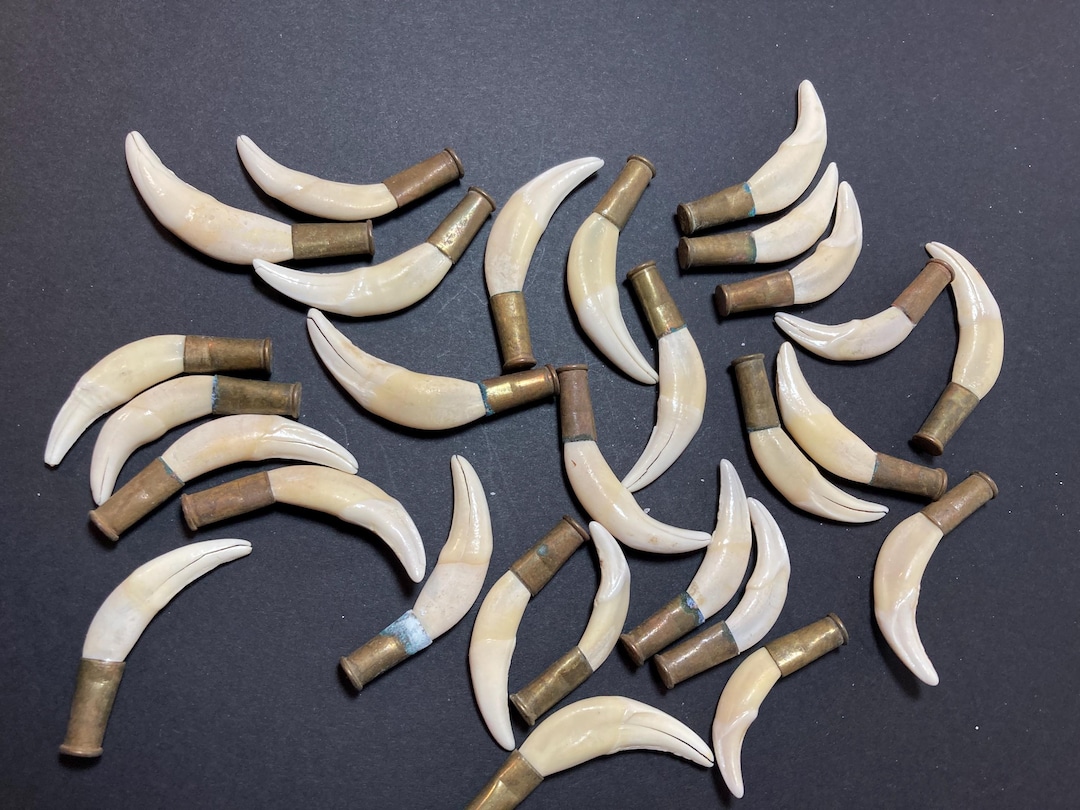 Package of 25 COYOTE CANINE TEETH With Brass Casing Bail #4310 - Etsy