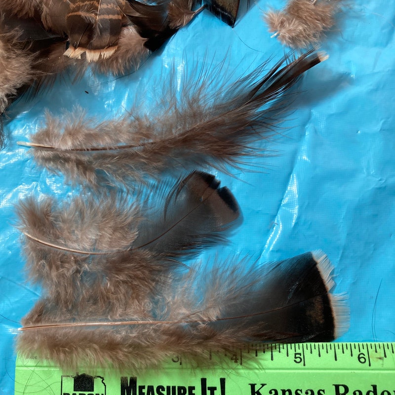 Wild Turkey Feathers - Etsy