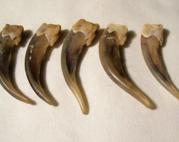 Package of Five Extra Large BADGER CLAWS 28246 - Etsy