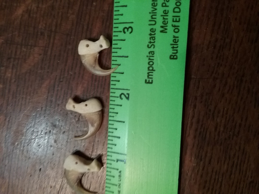 Package of 30 Kansas BOBCAT CLAWS Double Drilled 209 - Etsy