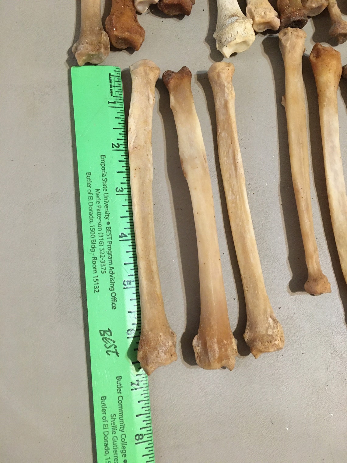 Fifty Coyote Radius Leg Bones for Crafts or Resale #790 - Etsy