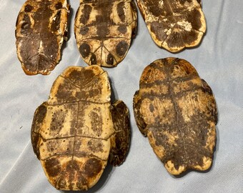 Small Natural Red Eared Slider Turtle Shells 4 - 5 1/2 Inch CHOOSE Your ...