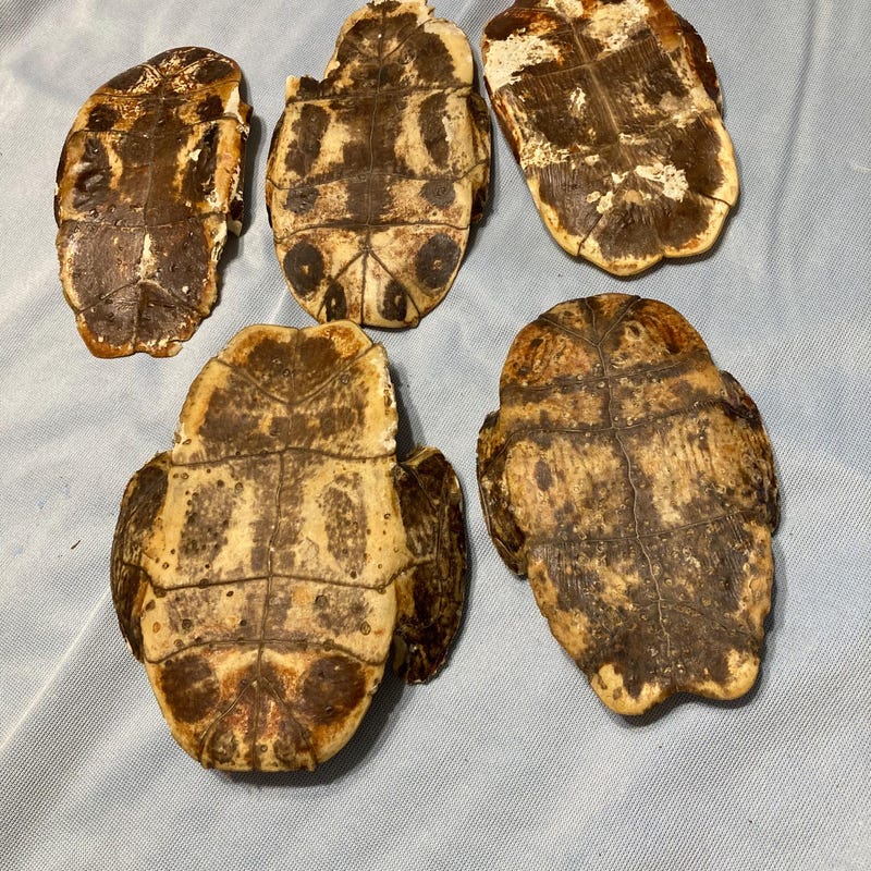 Large Turtle Shell - Etsy