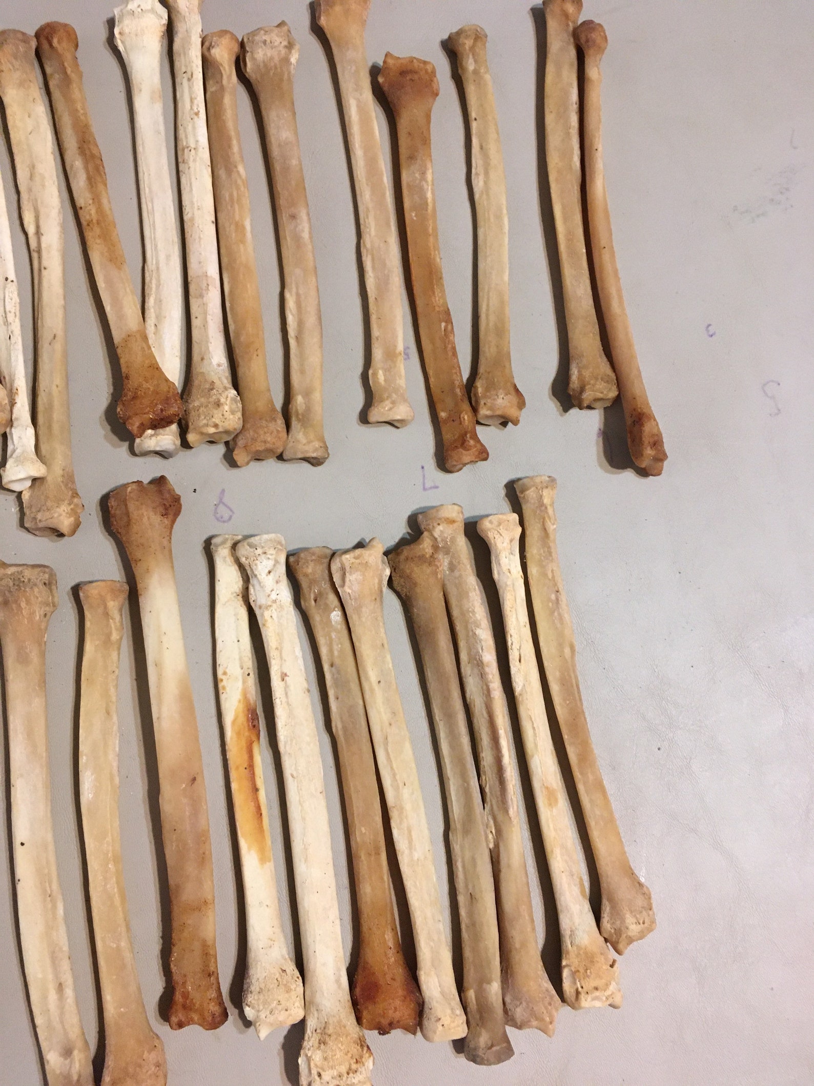 Fifty Coyote Radius Leg Bones for Crafts or Resale #790 - Etsy