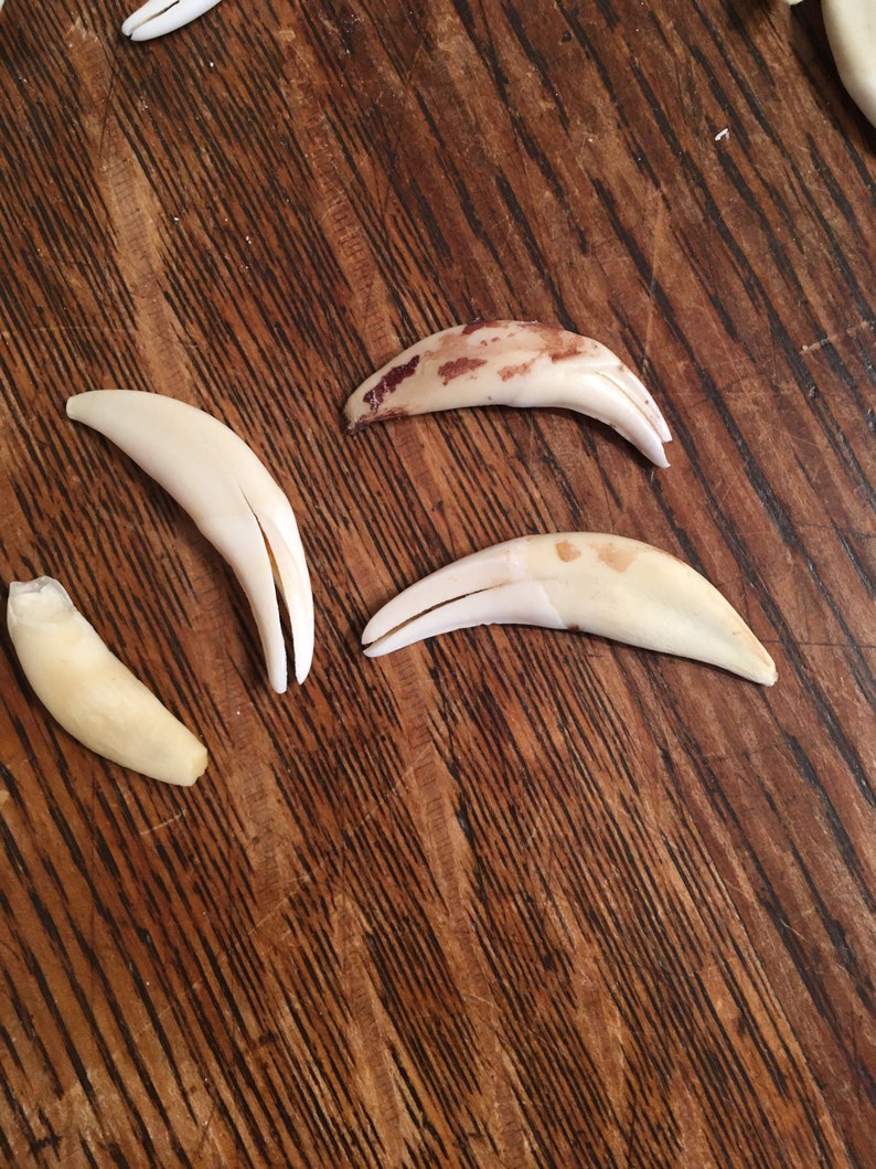 Package of 100 2 Damaged COYOTE CANINE TEETH 439 | Etsy