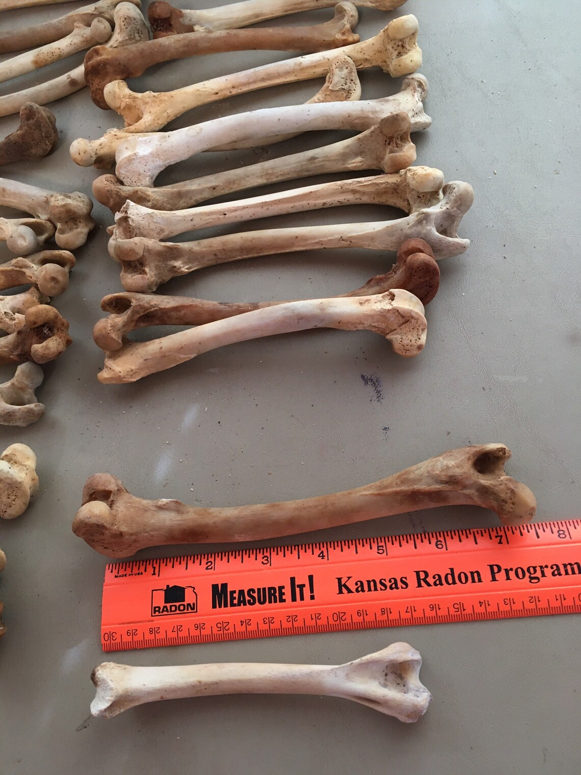 35 Coyote Femur Leg Bones for Crafts or Resale 792 | Etsy