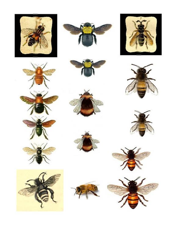 Save the Bees Digital Collage Sheet Instant Download - Etsy India