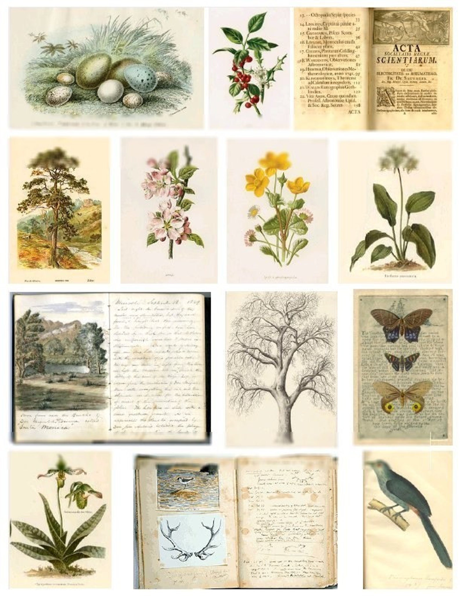 My Nature Journal - Digital Collage Sheet - Instant Download - Etsy UK