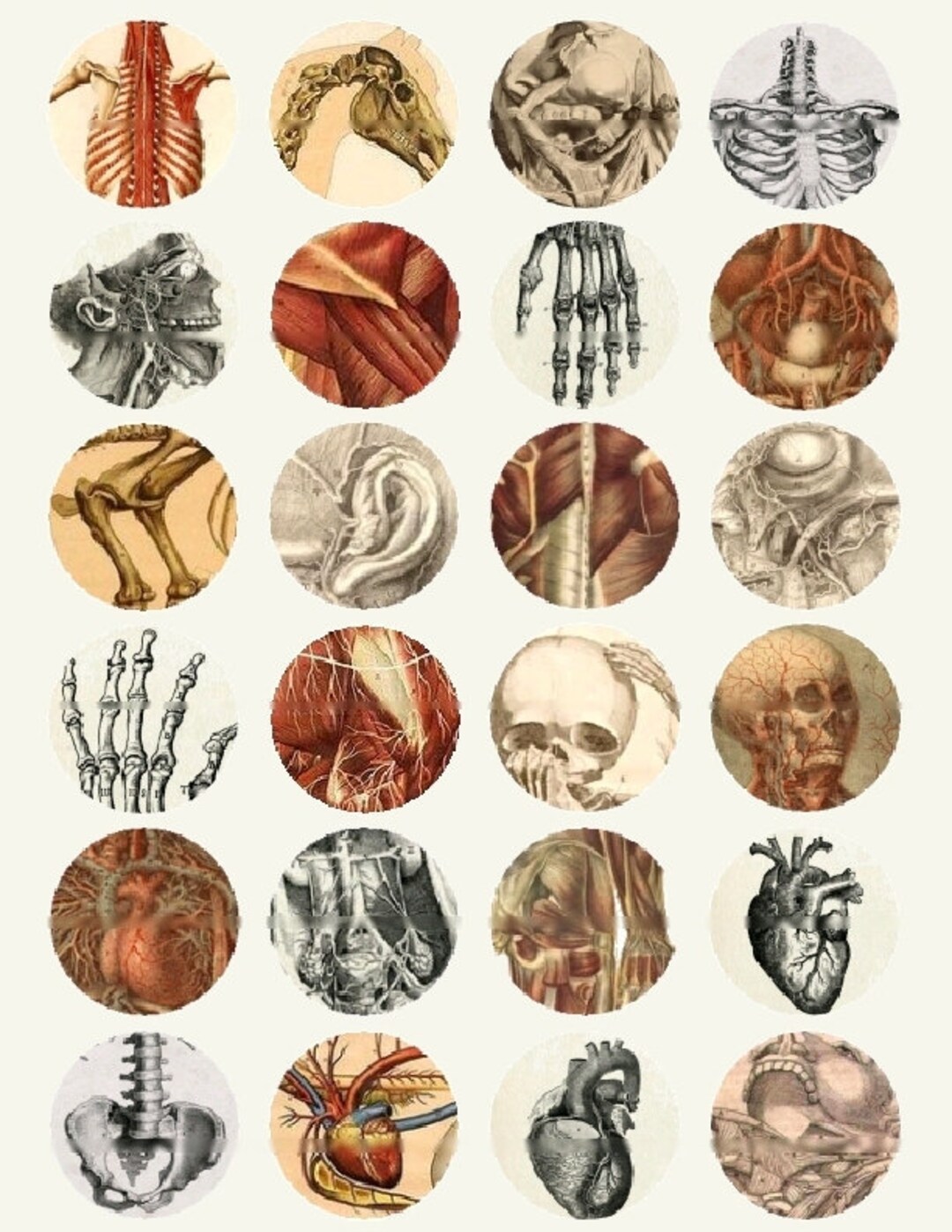 Strange Anatomy - 1.5 Inch Circles - Digital Collage Sheet - Instant ...