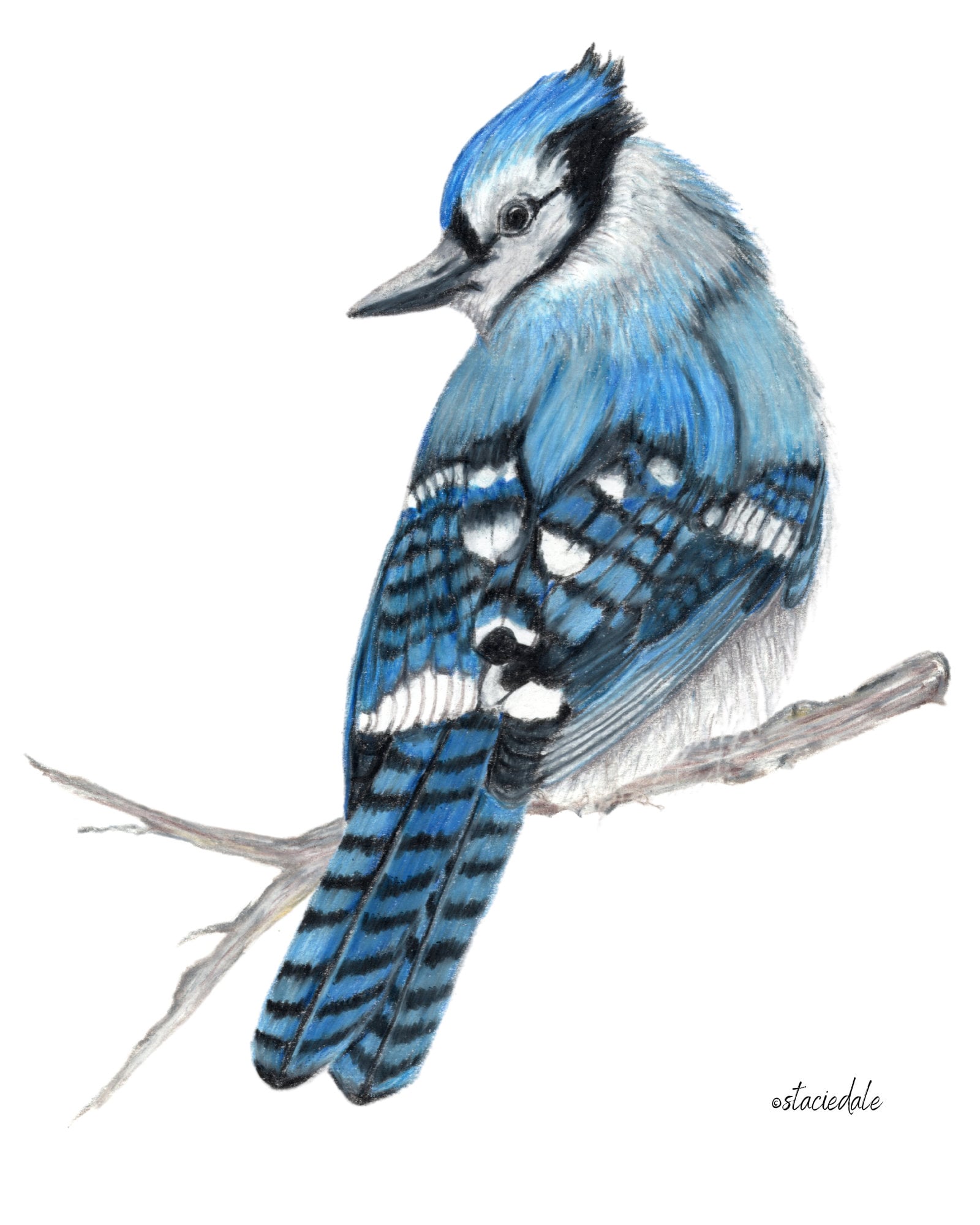 Blue Jay Print Bird Illustration Hand Drawn Original Art Print - Etsy