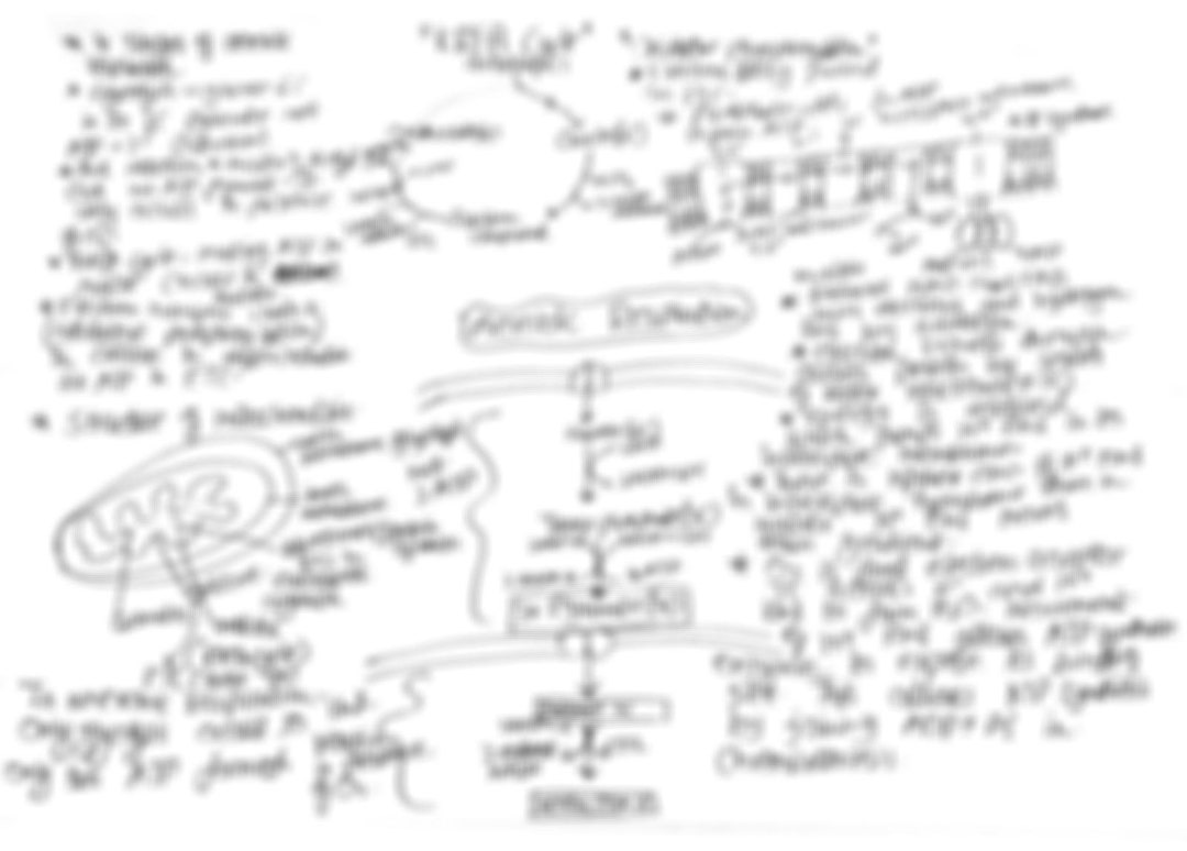 Aerobic Respiration Mindmap A Level Edexcel Biology - Etsy