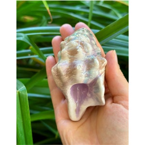 Seashell Pipe - Etsy