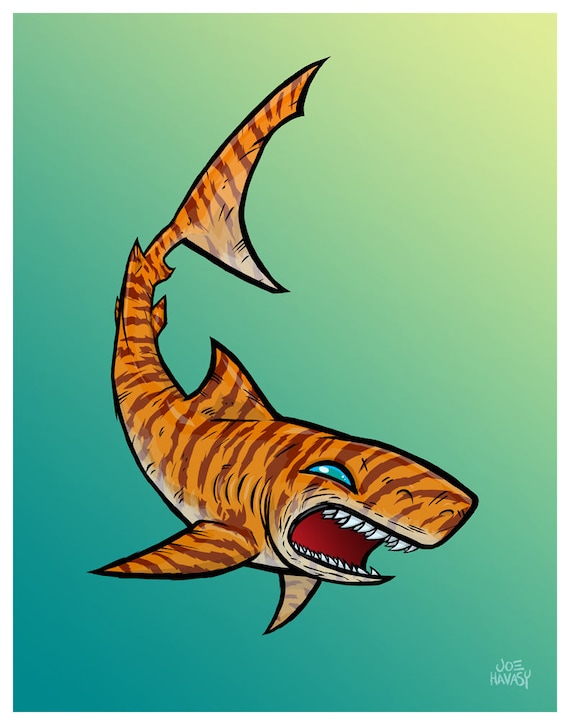 Tiger Shark Drawing Tiger Shark Art Print