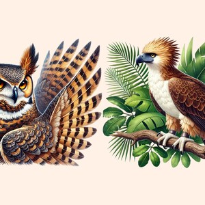 Birds of Prey Clipart - 26 PNG Majestic Raptor Illustrations, Wildlife ...