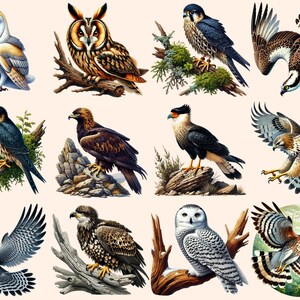 Birds of Prey Clipart - 26 PNG Majestic Raptor Illustrations, Wildlife ...