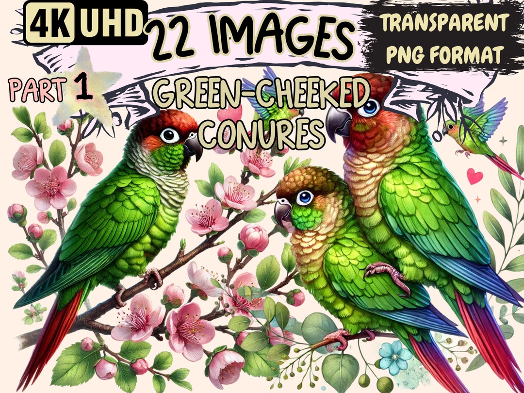 Green-cheeked Conure Clipart – 22 PNG Parrot Graphics (digital Download ...
