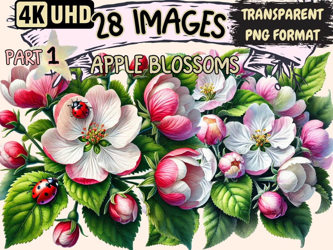 Apple Blossoms Clipart - 34 PNG Blossom Illustrations, Spring Floral ...