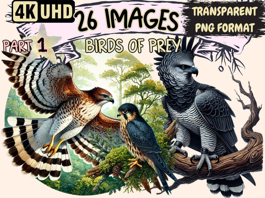 Birds of Prey Clipart - 26 PNG Majestic Raptor Illustrations, Wildlife ...