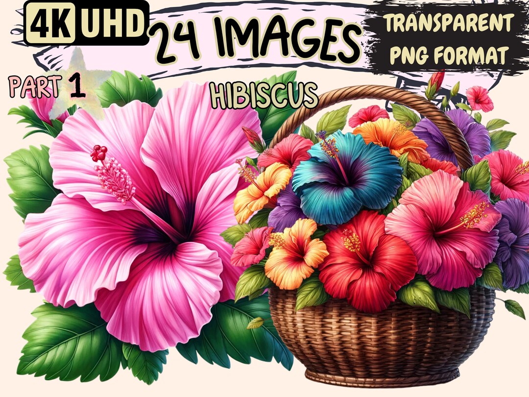 Hibiscus Clipart 24 PNG Tropical Flower Graphics, Vibrant Floral ...