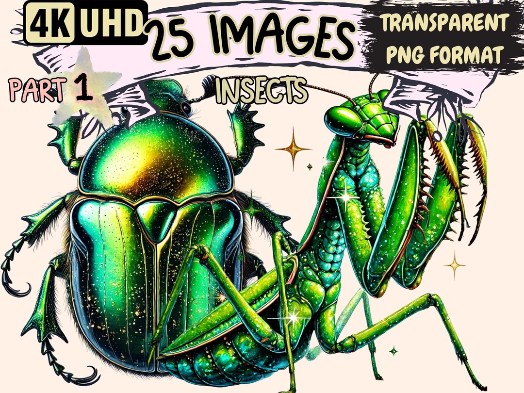 Insects Clipart – 25 PNG Bugs Illustrations, Entomology Art (digital ...