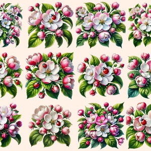 Apple Blossoms Clipart - 34 PNG Blossom Illustrations, Spring Floral ...