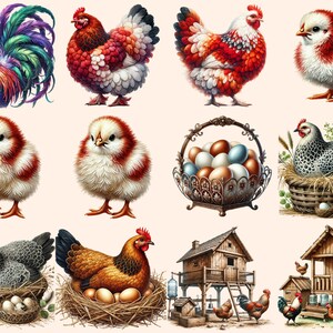 Chickens & Roosters Clipart - 24 PNG Vibrant Poultry Graphics, Farm ...