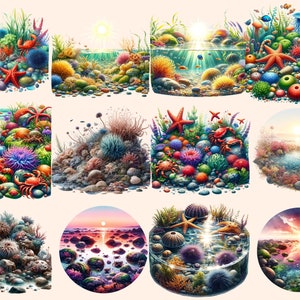 Tidepools Clipart – 24 PNG Marine Graphics, Sea Printables (digital ...