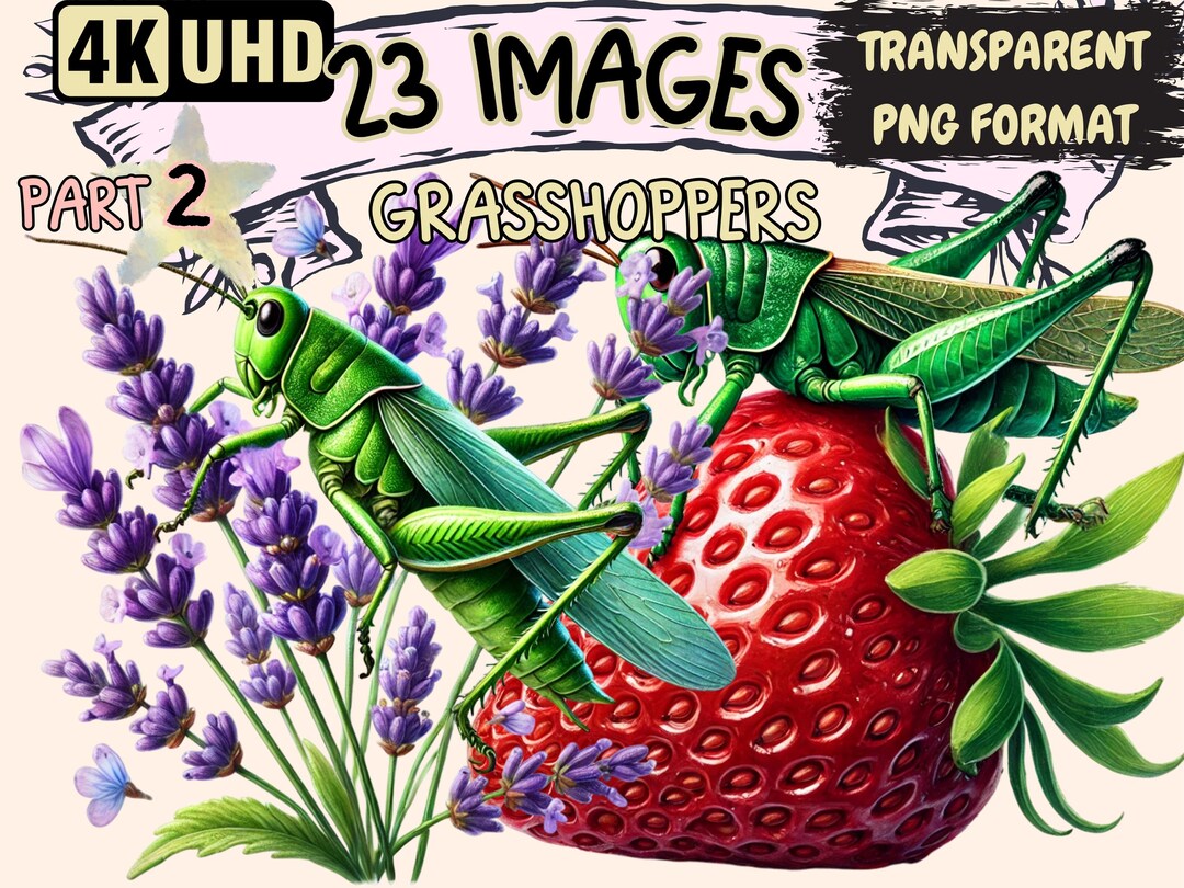 Grasshoppers (P2) Clipart - 23 PNG Insect Graphics, Cute Grasshopper ...