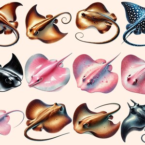 Rays Clipart - 31 PNG Elegant Ray Fish Illustrations, Ocean-themed Art ...