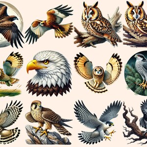 Birds of Prey Clipart - 26 PNG Majestic Raptor Illustrations, Wildlife ...