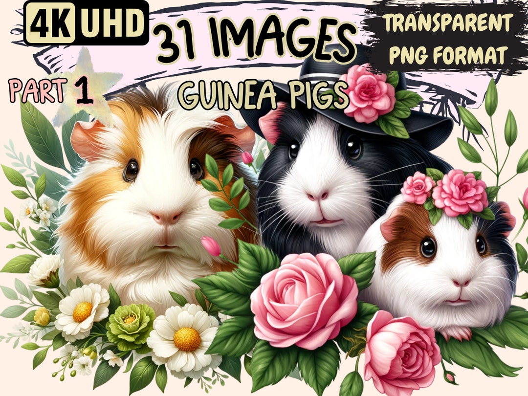 Guinea Pigs Clipart - 31 PNG Adorable Guinea Pig Graphics, Cute ...