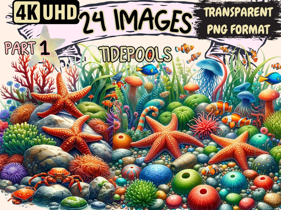 Tidepools Clipart - 24 PNG Marine Graphics, Ocean Sea Printables ...