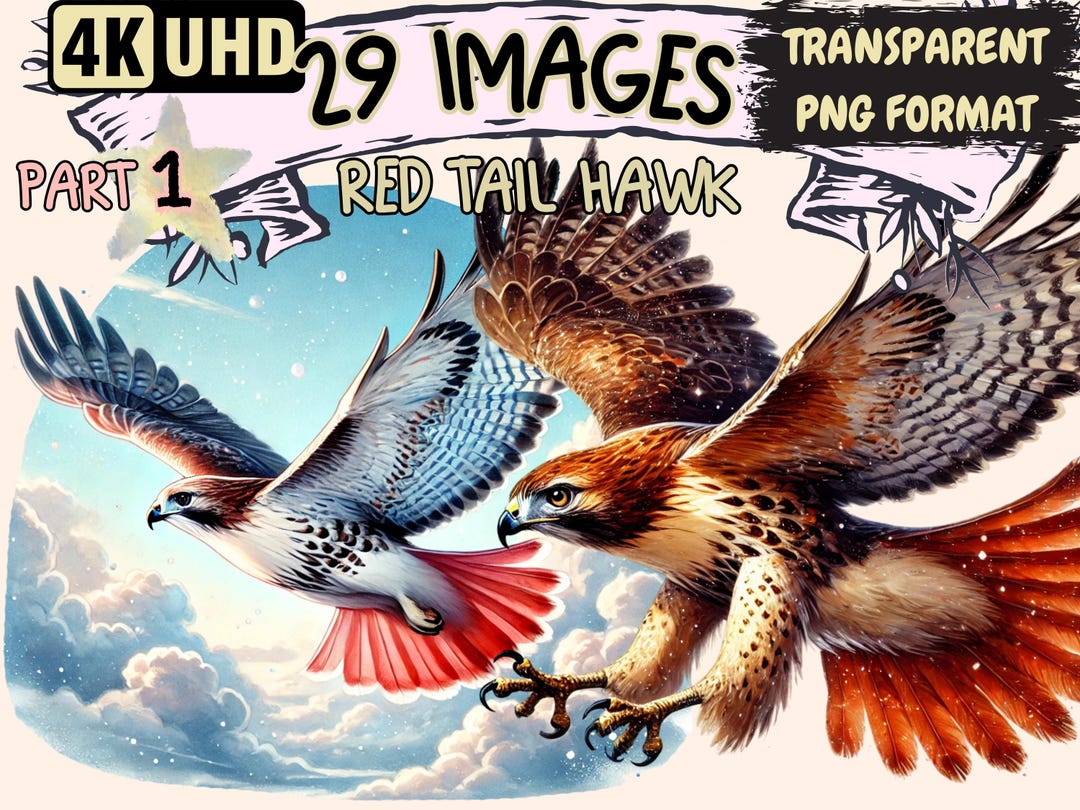 Red-tailed Hawk Clipart - 29 PNG Bird of Prey Illustrations, Wildlife ...