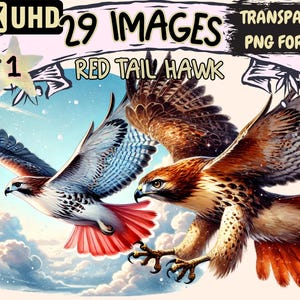 Red-tailed Hawk Clipart - 29 PNG Bird of Prey Illustrations, Wildlife ...