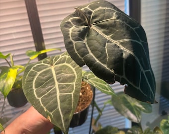 Anthurium Michelle Doc Block, Pick Your Plant - Etsy