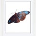 Space Moth Print / Nebula Print / Butterfly Print / Galaxy Print ...